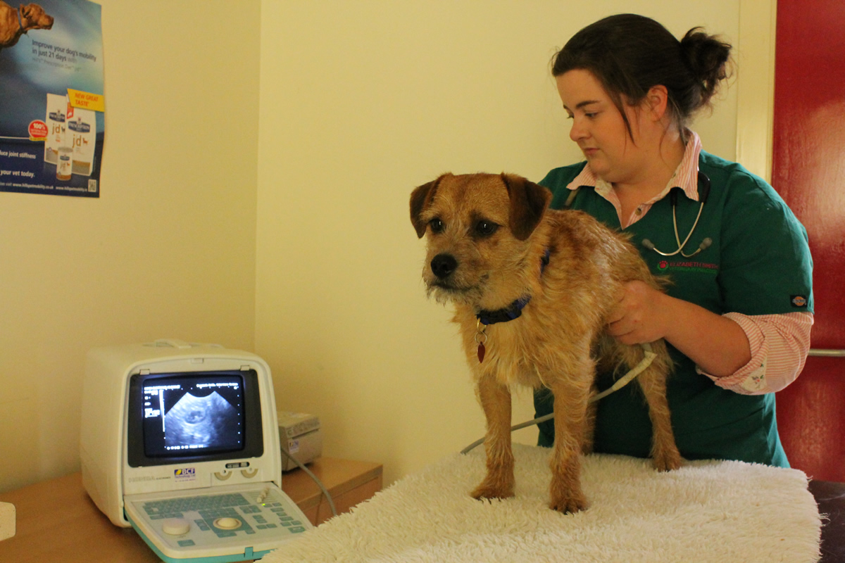 Care Facilities at E Smith Veterinary Practice, Biggleswade Area